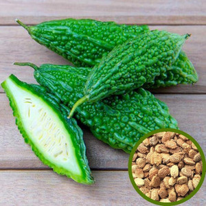GREENSEA High Yielding Bitter Gourd, Uchchhe, Karela Seed Price in ...
