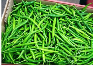 greenfarm NXC- Chilli seeds/ Mirchi seeds/ Organic , 280 X Seeds ...