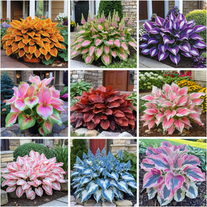 AVRAJIT Hosta mix flower,Plantain Lily,Giboshi,Perennial hosta,Shade ...