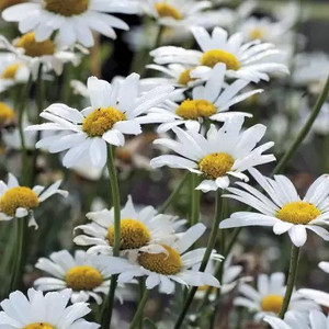 MAA Daisy Seed Price in India - Buy MAA Daisy Seed online at Flipkart.com
