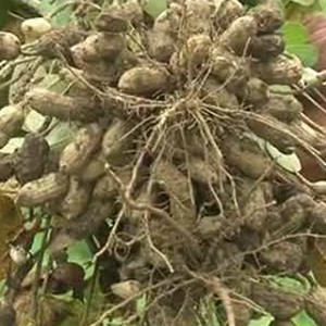 naturehils Peanut Organic Seed, Mumfali Seed Price in India - Buy ...
