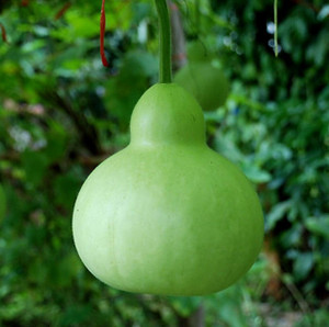 Cloud Farm Bottle Gourd, Round Lauki/Dudhi, Lagenaria Siceraria ...