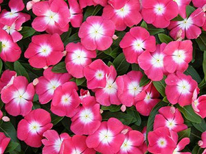 CYBEXIS ATS-67 - Mixed Vinca Rosea Catharanthus roseus periwinkle ...