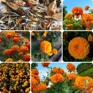 Silba Marigold Seeds, Genda Phool, Genda Beej Seed Price in India - Buy ...