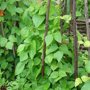 SeeGreen Beans, Sem Fali Vegetables Seeds F1 Hybrid Seeds, pack 42 Seed ...