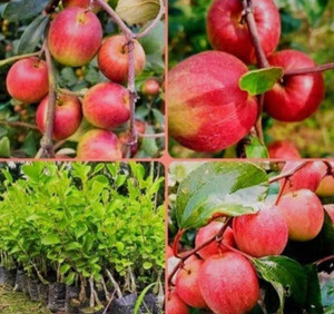 SHYAM Grafted Kashmiri RED Apple Ber Plant Seed Price in India - Buy ...