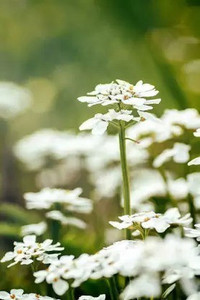 MAA Candytuft Seed Price in India - Buy MAA Candytuft Seed online at ...