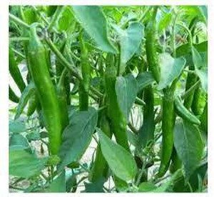 greenfarm Chilli Seeds , Mirchi Seeds Hari Mirch organic ( 170 seeds ...