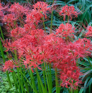 Globalplants Licoris Lilly flower bulbs Seed Price in India - Buy ...