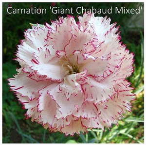 CYBEXIS Dianthus 'Giant Chabaud Mixed' Seeds. Giant Chabaud Carnations ...