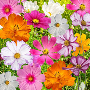 ACMS Multi Color Cosmos Garden Flower Seed Price in India - Buy ACMS ...
