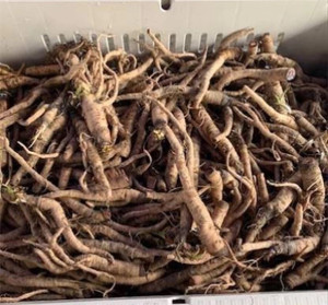Arshiayat Kantola Plant Roots, Kantola Root live Spiny Gourd 5 Seed ...