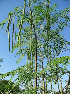 TRICONE Hybrid MORINGA/DRUMSTICK/SAIJAN SEEDS PKM 10GM Seeds DD5 Seed ...