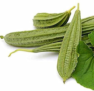 KANAYA Dhari Tori (Ridge Gourd) Hybrid Vegetable Seed Price in India ...