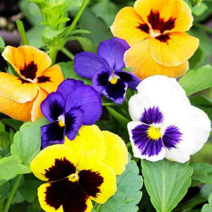Arshiayat Pansy mix color flower seeds 100% germinate Seed Price in ...