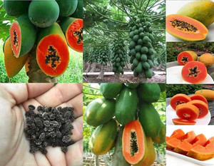 wequality Red lady papaya f1 hybrid seeds/papaya seeds 38 Seed Price in ...