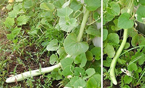 VibeX ® LXI-141 Calabash Extra Long Bottle Gourd Seed Price in India ...