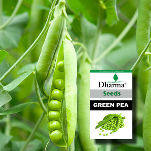 Dharma Green Pea, Matar Seed Price in India - Buy Dharma Green Pea ...
