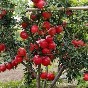 MAA Pomegranate, Anaar Seed Price in India - Buy MAA Pomegranate, Anaar ...