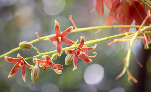 VibeX ® RXI-50 China Almond / Java Olive Tree Seeds Seed Price in India ...