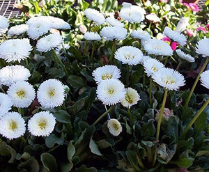 VibeX VXI-87 - Giant White Daisy (Bellis Perennis Super Enorma White ...