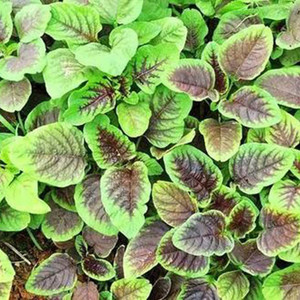 CYBEXIS Organic Red Stripe Leaf Amaranth Spinach Seeds2800 Seeds Seed ...