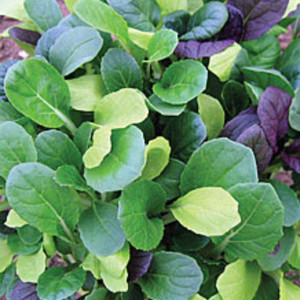 CYBEXIS Pak Choi Colour Crunch Mix Seeds-250 Seeds Seed Price in India ...