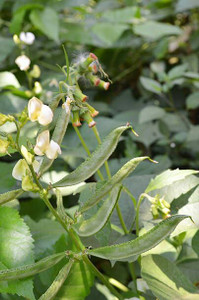 Recron Seeds Flat Bean (Valor Papdi) Hybrid Vegetable Seed Price in ...