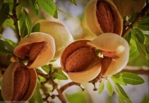 SHYAM 1 Healthy Rare Dwarf Pistachio Fruit plant Tree ll For Delicious ...