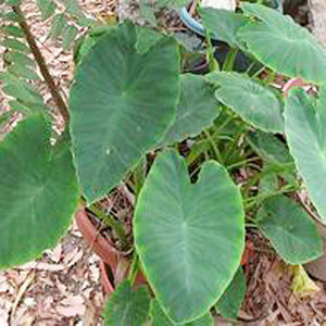 SREE Taro Root,Kachu Root Seed Price in India - Buy SREE Taro Root ...