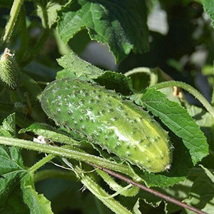 VibeX ® VLR-560 Seeds Cucumber Gherkin Seed Price in India - Buy VibeX ...