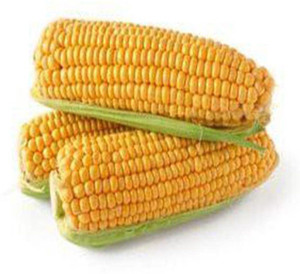 WILLVINE AGRI -XVI Sweet Corn Hybrid Seeds-[1Kg] Seed Price in India ...