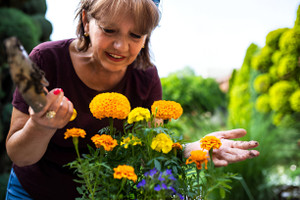 NaturalAgrocare Dwarf Napier Grass, Smart Napier Grass, Indonesian ...