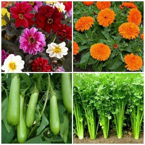 R-DRoz Coriander Dhaniya, Brinjal Green Long, Calendula Flowers ...