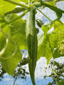 VibeX Serpent Gourd, Chichinda Vegetable Seeds[100 Gms, 500 Seeds] Seed ...