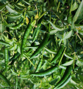 greenfarm NXZ- Chilli Seeds / Mirchi Seeds / Best Quality , 200 X Seeds ...