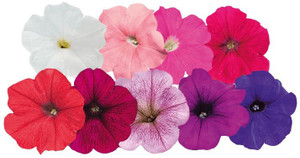 WHADE Petunia trailing SUCCESS TR Maxi Mix Seed Price in India - Buy ...