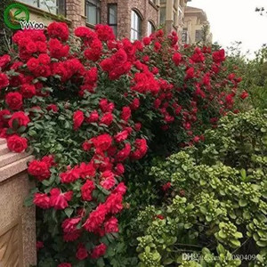 Aro Rose, Flower seeds Seed Price in India - Buy Aro Rose, Flower seeds ...