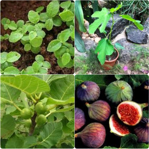 seedx Fig Anjeer, Anjeer Plant seeds, Ficus carica Seed Price in India ...