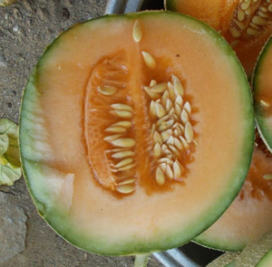 Avysa Japanese Musk Melon Seed Price in India - Buy Avysa Japanese Musk ...