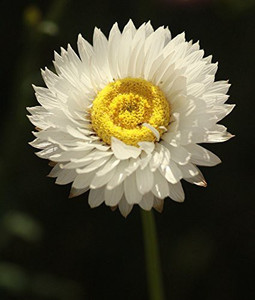 CYBEXIS Daisy Seeds (ACROCLINIUM Seeds/Helipterum Roseum) Seed Price in ...