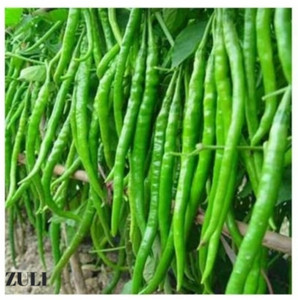 zuli Chilli, Vegetable seeds Seed Price in India - Buy zuli Chilli ...