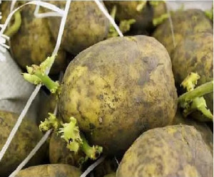 wequality Potato seeds 100% germination for home plant Seed Price in ...