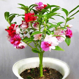 SREE Balsam flower,Dopati flower Seed Price in India - Buy SREE Balsam ...