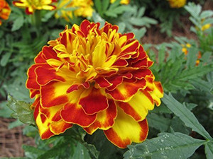 KANAYA African Marigold/ Gainda Flower Seed Price in India - Buy KANAYA ...