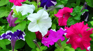 ario Petunia Star Pro Flower Mix Seed Price in India - Buy ario Petunia ...