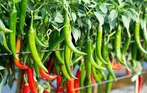 Digibusy Natural Chilli, Mirchi Seeds 500 Seed Price in India - Buy ...