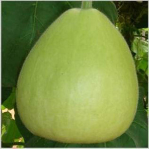 KANAYA Bottle Gourd/Lauki Round Seed Price in India - Buy KANAYA Bottle ...