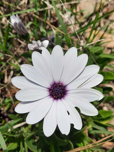 FEVESTA Organic Dimorphotheca Flower Plant Seed Price in India - Buy ...