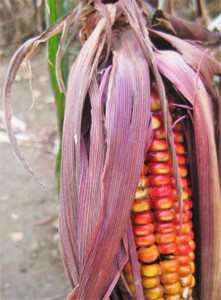 CYBEXIS GUA-32 - Seneca Red Stalker Ornamental Corn - (750 Seeds) Seed ...